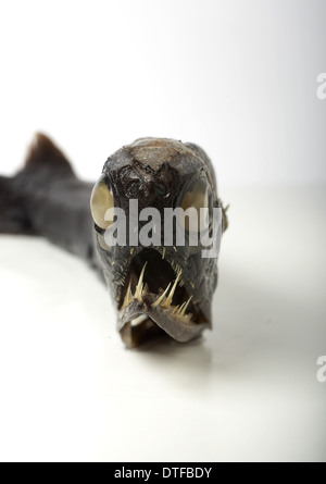 Deep-sea dragonfish specimen. This dragonfish is the northern stoplight ...