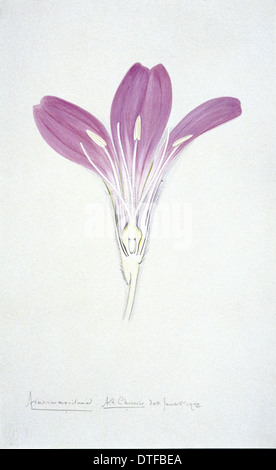 Flower illustration by Arthur Church Stock Photo - Alamy