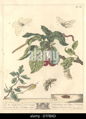 Brindled beauty moth (Lycia hirtaria). Illustration from 'The Aurelian ...