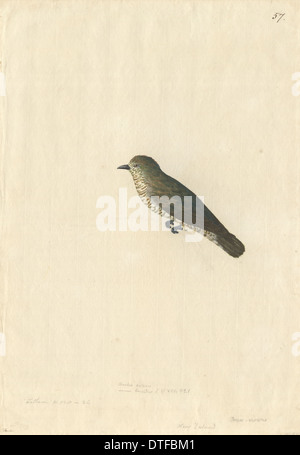 Shining Bronze-Cuckoo (Chrysococcyx lucidus), Queensland, Australia ...