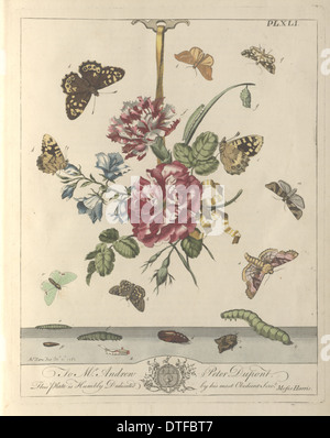 Angle shades moth (Phlogophora meticulosa). Illustration from 'The ...