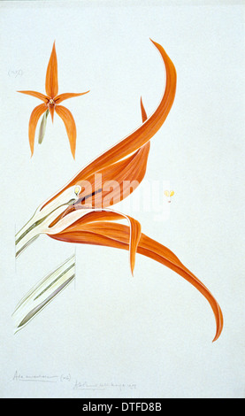 Red-orange ada (Ada aurantiaca). Illustration by Arthur Harry Church ...