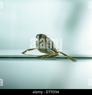 Corixidae (family), water boatman Stock Photo - Alamy