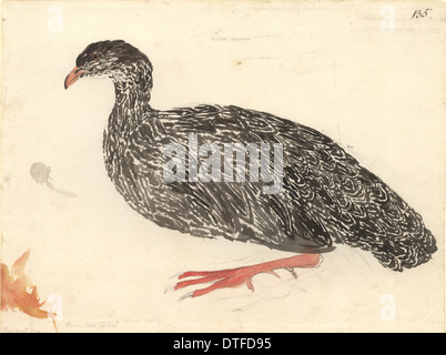 Francolinus capensis (Cape spurfowl or Cape francolin), c.1778 Stock ...