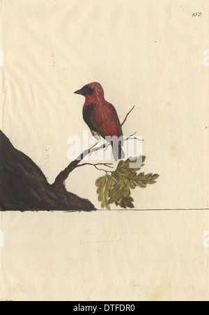 Euplectes orix (Southern red bishop). Draughtsman: Robert Jacob Gordon ...