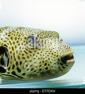 Tetraodontidae (family), pufferfish Stock Photo - Alamy