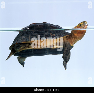 yellow-margined box turtle, snake-eating turtle (Cuora flavomarginata ...
