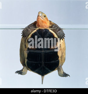 yellow-margined box turtle, snake-eating turtle (Cuora flavomarginata ...