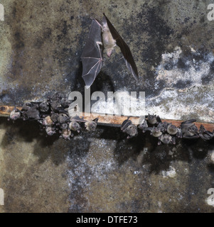 Egyptian Rousette (Rousettus aegyptiacus) Mammalia Stock Photo - Alamy