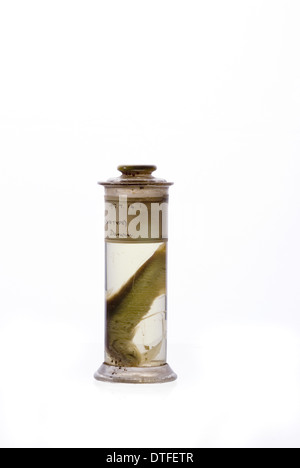 Peruvian anchoveta Engraulis ringens Anchovy family Engraulidae Stock ...