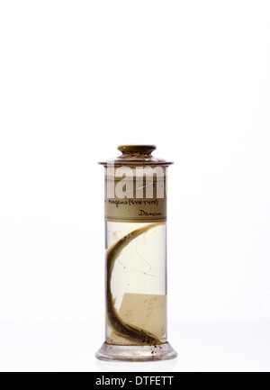 Peruvian anchoveta Engraulis ringens Anchovy family Engraulidae Stock ...