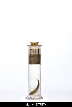 The zoology of the voyage of H.M.S. Beagle (Fish. Pl. 10) BHL14063545 ...