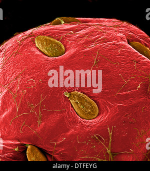 Strawberry (Fragaria sp.), coloured scanning electron micrograph (SEM ...
