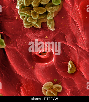 Strawberry (Fragaria sp.), coloured scanning electron micrograph (SEM ...