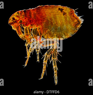 Cat Flea (Ctenocephalides felis) Insecta Stock Photo - Alamy