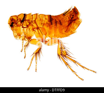 Mole flea (Hystrichopsylla talpae talpae), macro photograph. This is ...