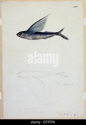 Tropical two-wing flyingfish, Exocoetus volitans, illustration by Olof ...