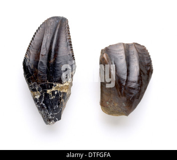 Teeth of iguanodon Stock Photo - Alamy