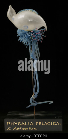 Physalia pelagica, jellyfish model Stock Photo - Alamy