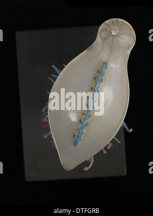 Physalia pelagica, jellyfish Stock Photo - Alamy