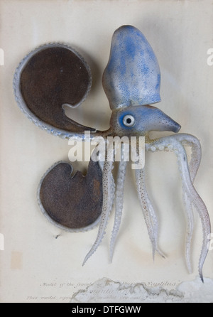 Greater argonaut octopus, Argonauta argo. Lithograph from Carl Hoffmann ...
