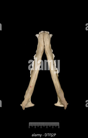 Falkland Islands fox skull. The Falklands fox (Dusicyon australis ...