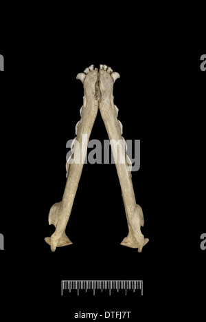 Falkland Islands fox skull. The Falklands fox (Dusicyon australis ...