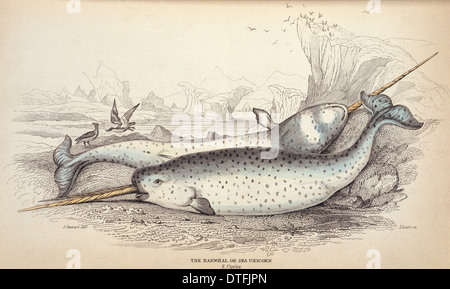 Narwhal, Monodon monoceros, Monodontidae Mammalia, Cetacea, mammals ...