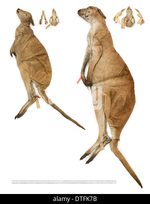 wallaroo, common wallaroo, euro, hill kangaroo (Macropus robustus), on ...