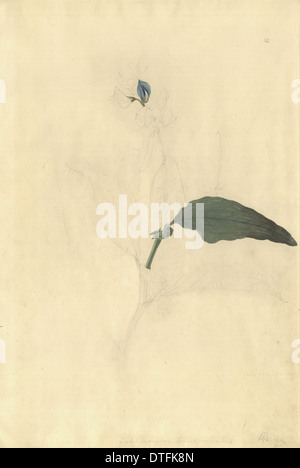 Crotalaria verrucosa, blue rattlesnake Stock Photo - Alamy