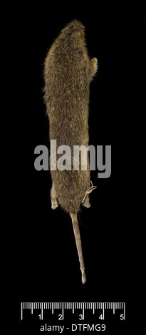 Monodelphis fosteri, shrewish short-tailed opossum Stock Photo - Alamy