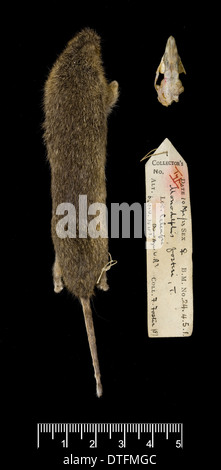 Monodelphis fosteri, shrewish short-tailed opossum Stock Photo - Alamy