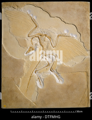 Archaeopteryx, the "feathered" dinosaur of the late Jurassic period ...