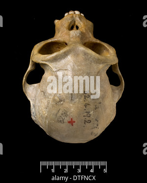 Delacour's langur (Trachypithecus delacouri) skull. This monkey, which ...