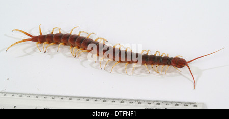 Amazonian giant centipede (Scolopendra gigantea Stock Photo - Alamy