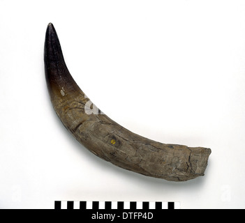 Pliosaur tooth fossil Stock Photo - Alamy