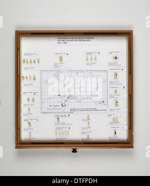 Specimens collected by Charles Darwin on HMS Beagle - yellow topped are ...