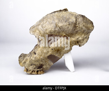 Australopithecus (Paranthropus) robustus Stock Photo - Alamy