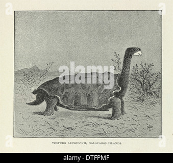 Galapagos tortoise, Galapagos giant tortoise, Chelonoidis nigra ...