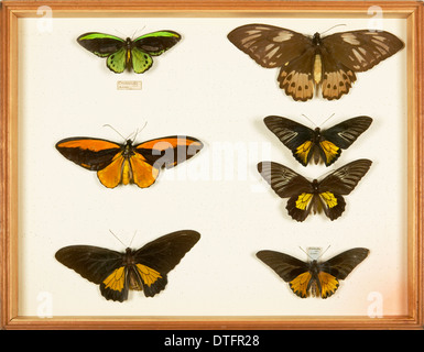Entomological Specimens from the Wallace Collection, inc. Stag-horned ...