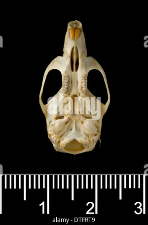 Oligoryzomys victus, St. Vincent pygmy rice rat Stock Photo - Alamy