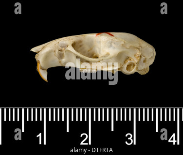 Anatomy of a pygmy Stock Photo - Alamy