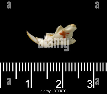 Oligoryzomys victus, St. Vincent pygmy rice rat Stock Photo: 66730866 ...