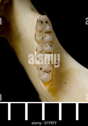Oligoryzomys victus, St. Vincent pygmy rice rat Stock Photo - Alamy
