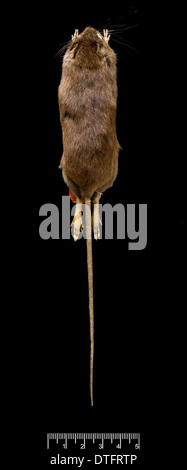 Oligoryzomys victus, St. Vincent pygmy rice rat Stock Photo - Alamy