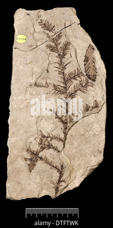 Redwood tree (Sequoia affinis) fossil. This specimen is from Florissant ...