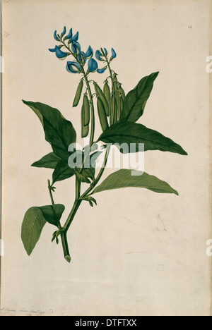 Crotalaria verrucosa, blue rattlesnake Stock Photo - Alamy