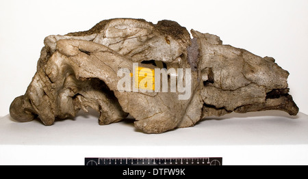 Skull of Toxodon platensis Stock Photo - Alamy