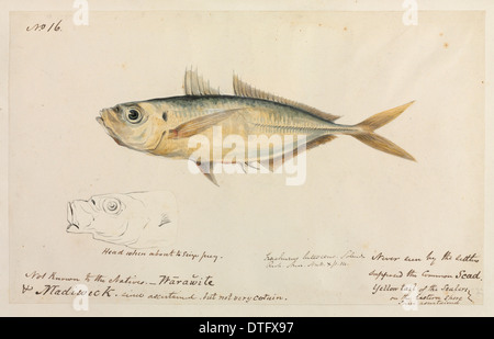 Common scad fish (Trachurus trachurus). Illustration from 'Original ...