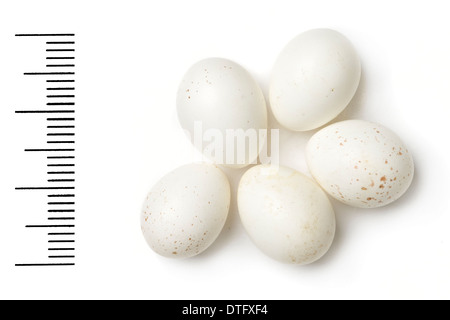 Phylloscopus neglectus, plain leaf warbler eggs Stock Photo - Alamy